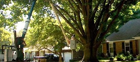 Tree Insect Removal | Disease Management Service | Town Branch